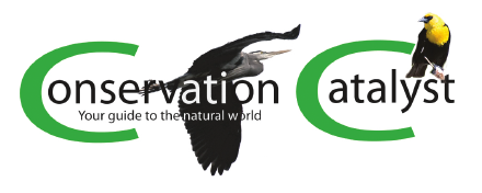 NYC’s High Line a Triumph in Urban Green Space Design – Conservation ...