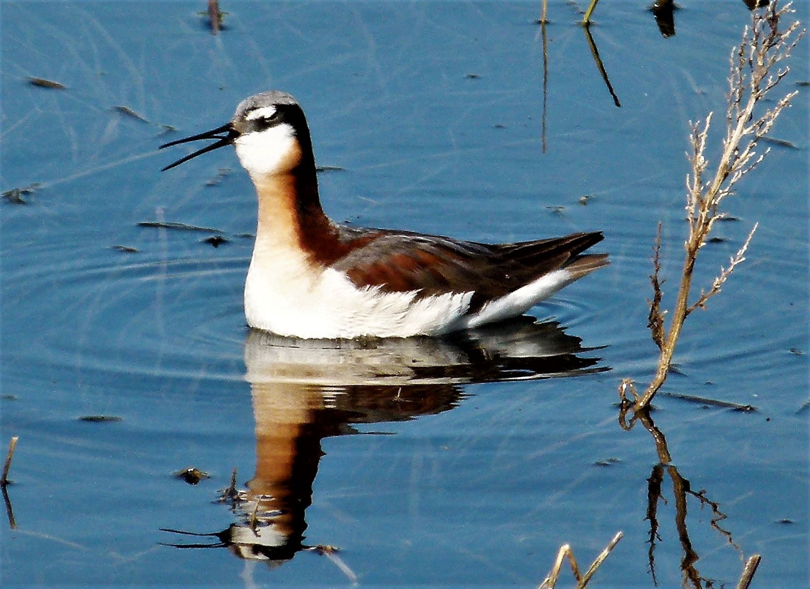 Confederate Bird No More! – Conservation Catalyst
