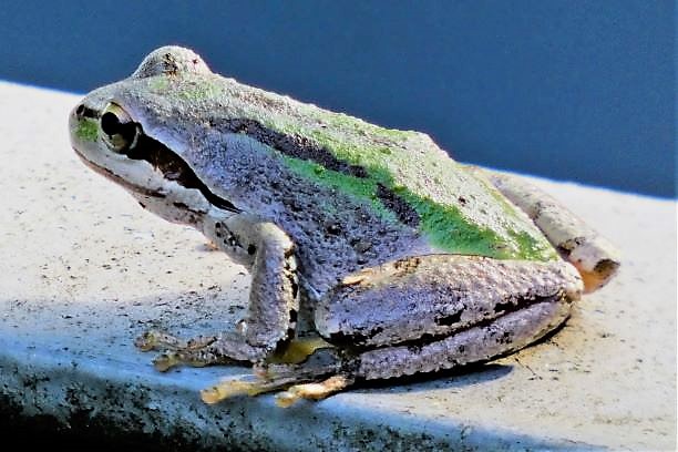 Blue Pacific Tree Frog