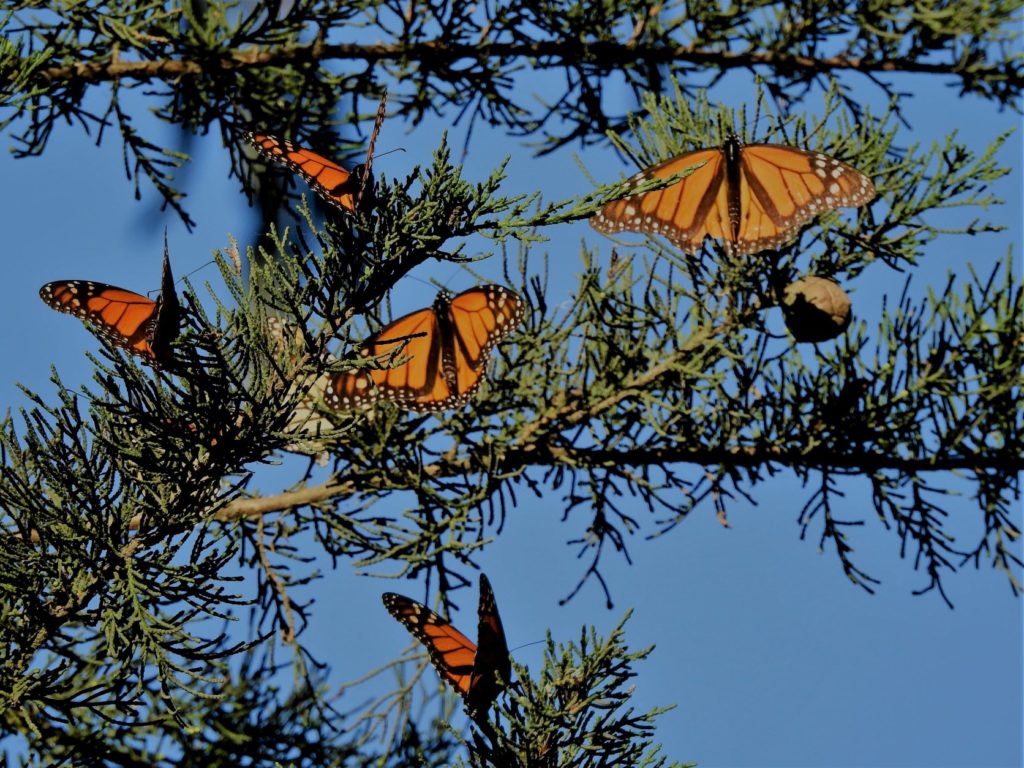 Phoebe Quest Leads to Rowing Mecca - Conservation Catalyst