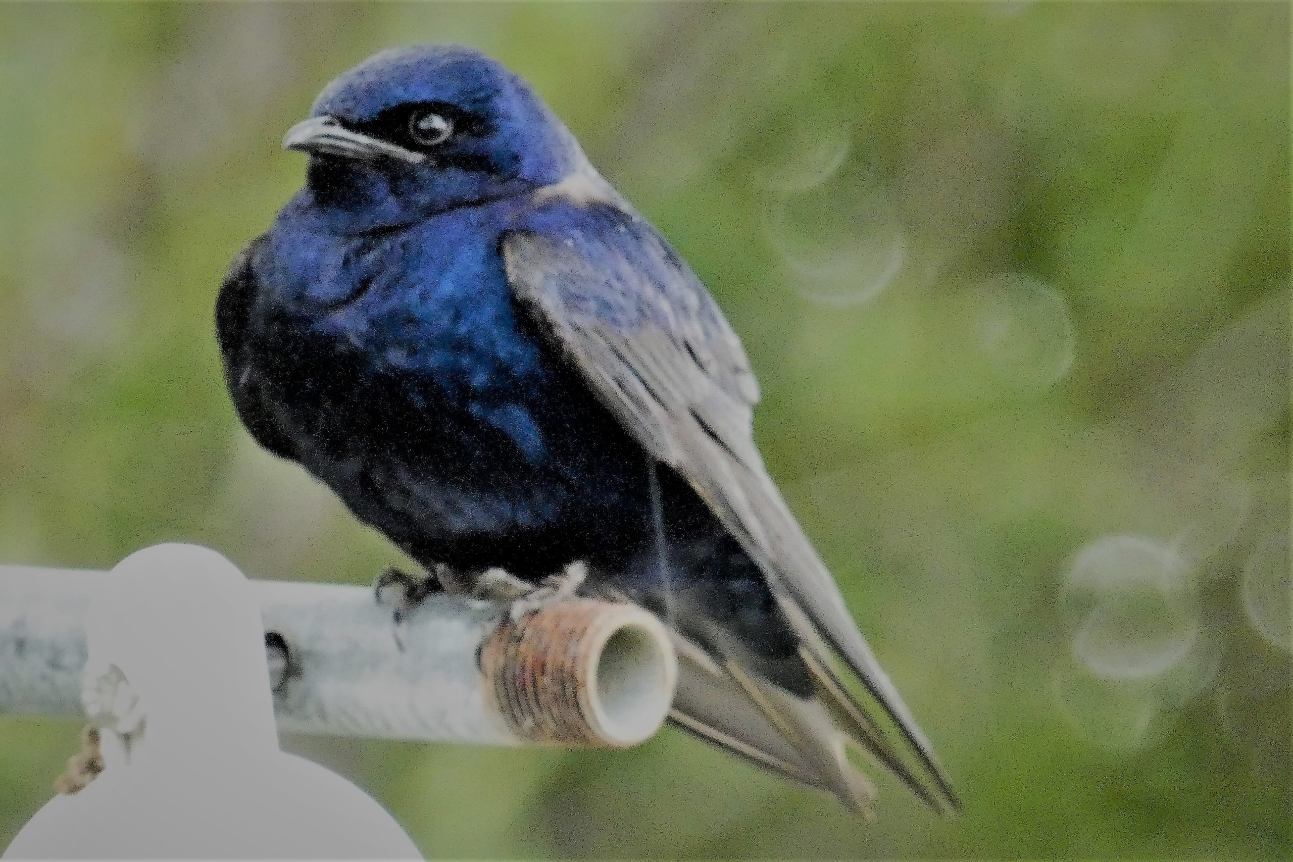 Purple Martin Revival - Conservation Catalyst