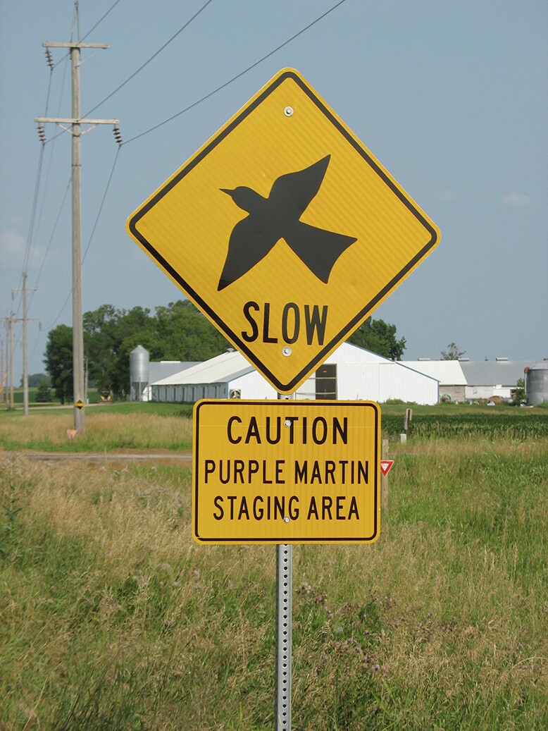 Purple Martin Revival - Conservation Catalyst
