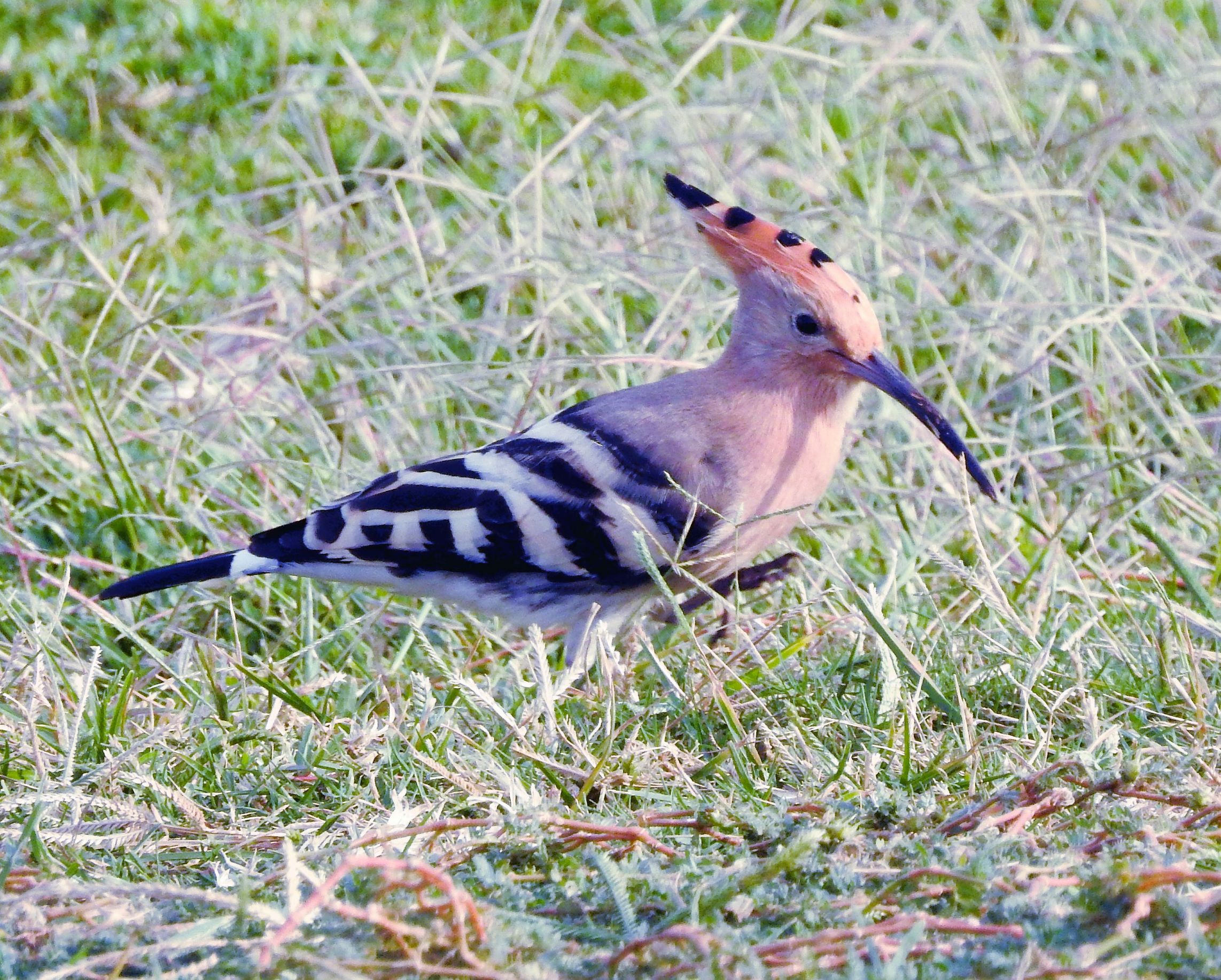 Israel: Birding Between Borders - Conservation Catalyst