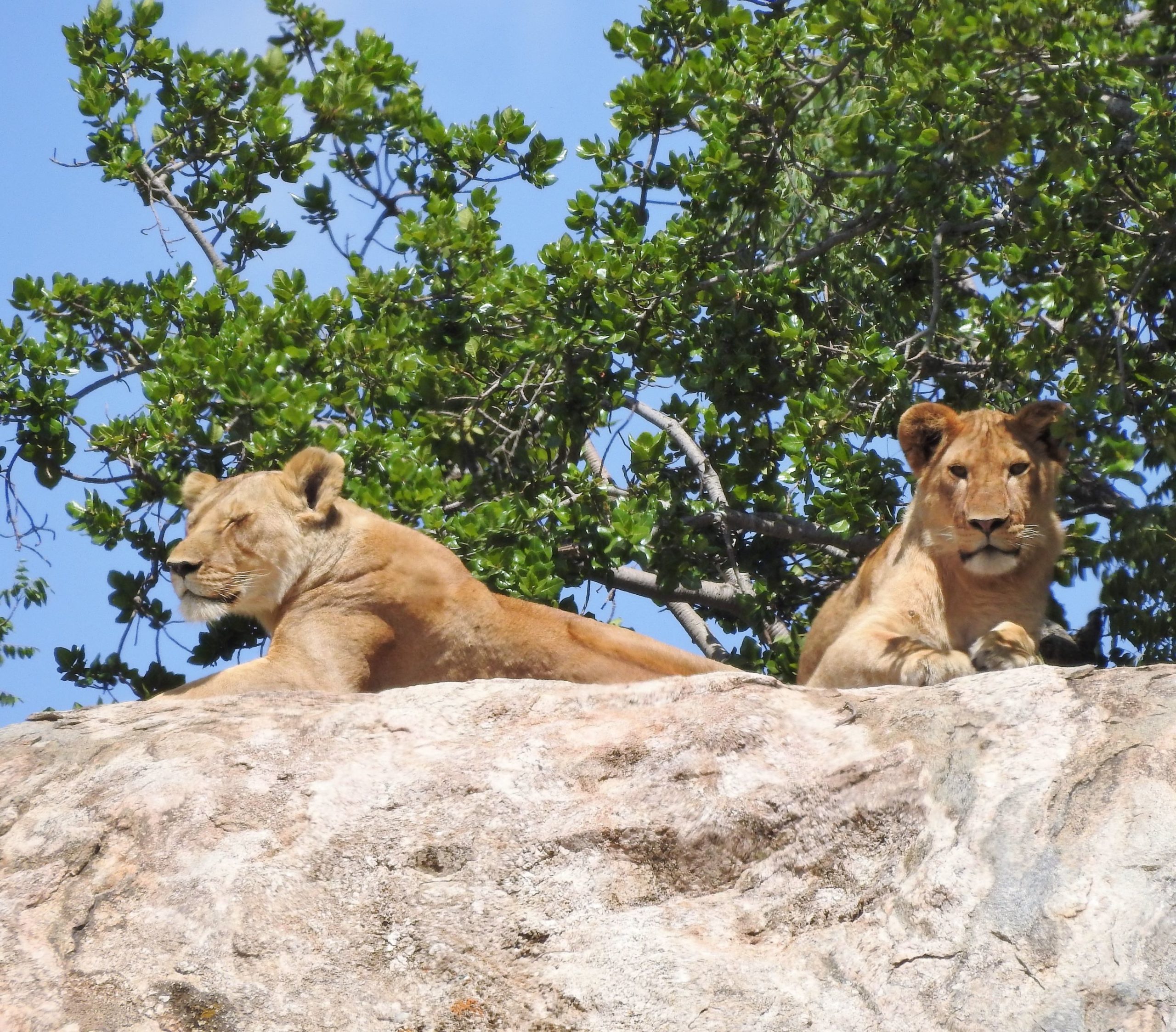 Serengeti Safari: Endless Plains, Endless Nature - Conservation Catalyst