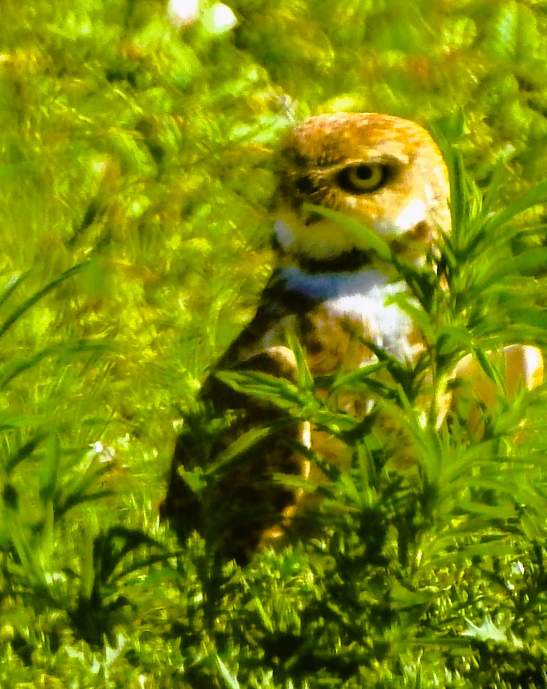 Colorado's Rocky Mountain Arsenal: From Toxic Waste Site To Wildlife ...
