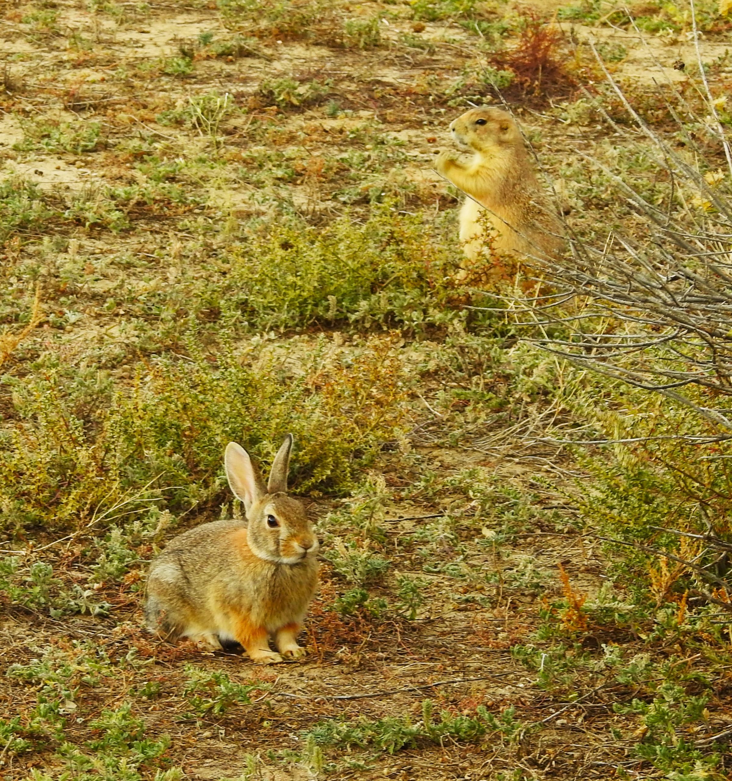 Colorado's Rocky Mountain Arsenal: From Toxic Waste Site To Wildlife ...