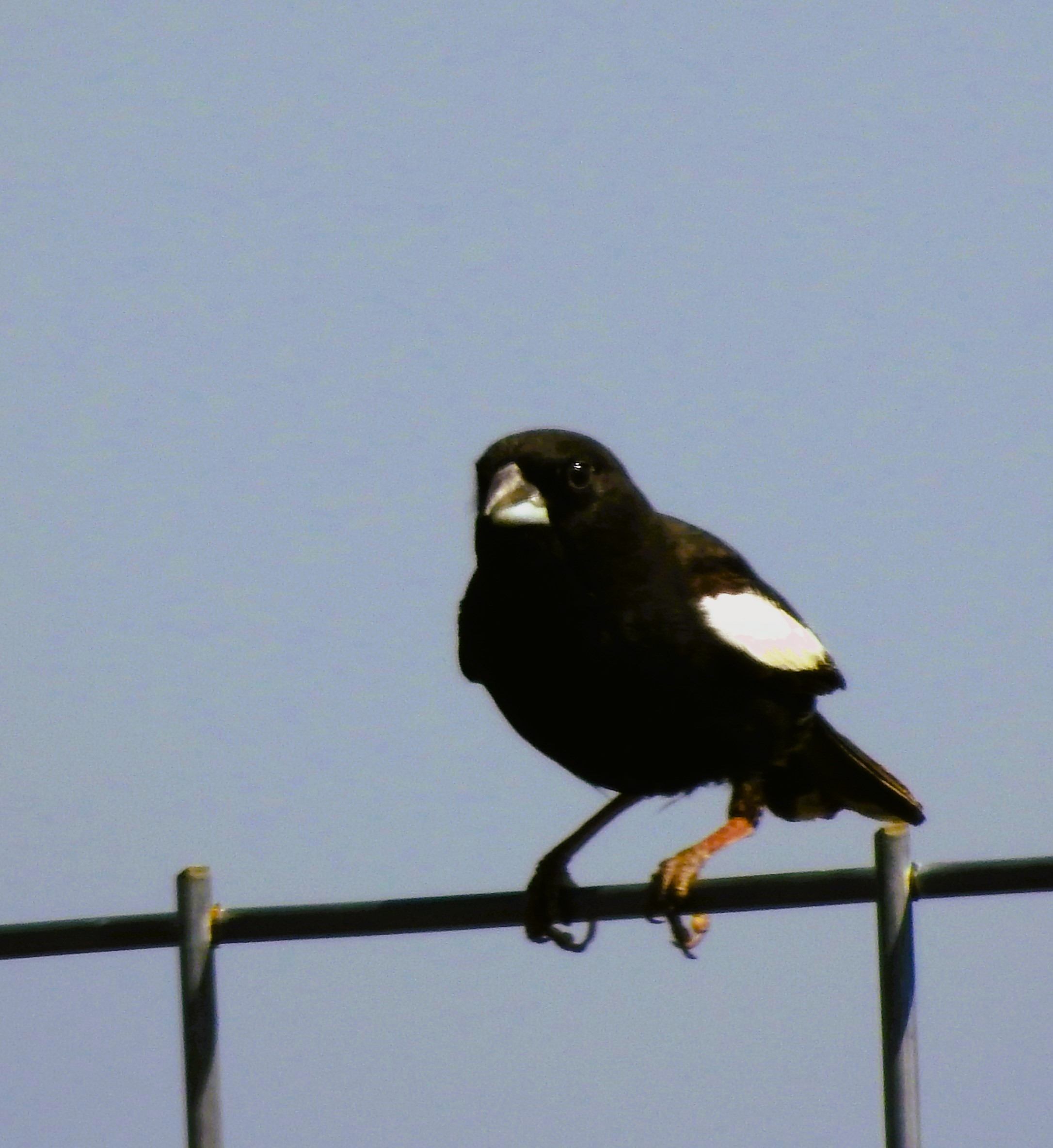 Colorado's Rocky Mountain Arsenal: From Toxic Waste Site To Wildlife ...