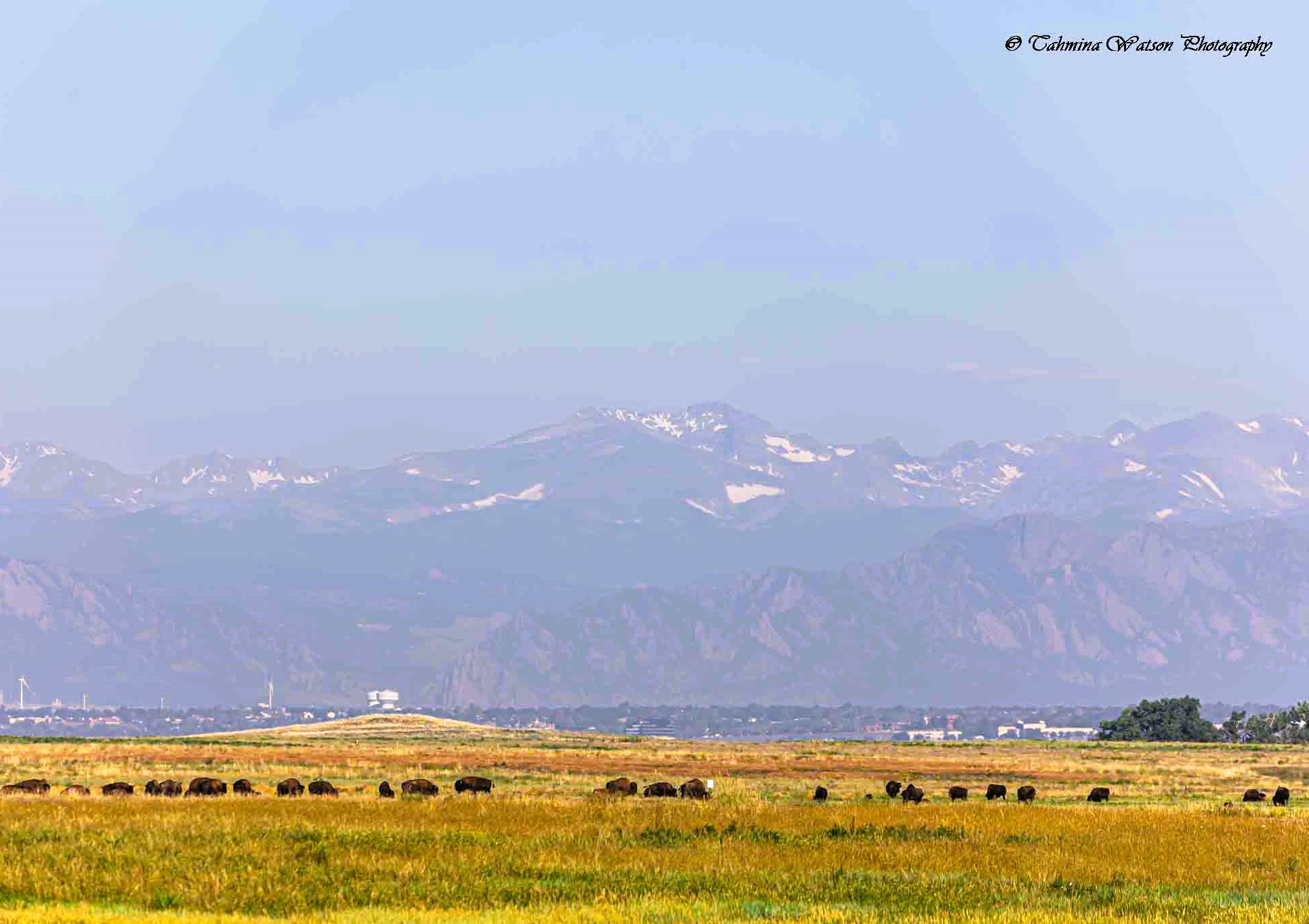 Colorado's Rocky Mountain Arsenal: From Toxic Waste Site To Wildlife ...