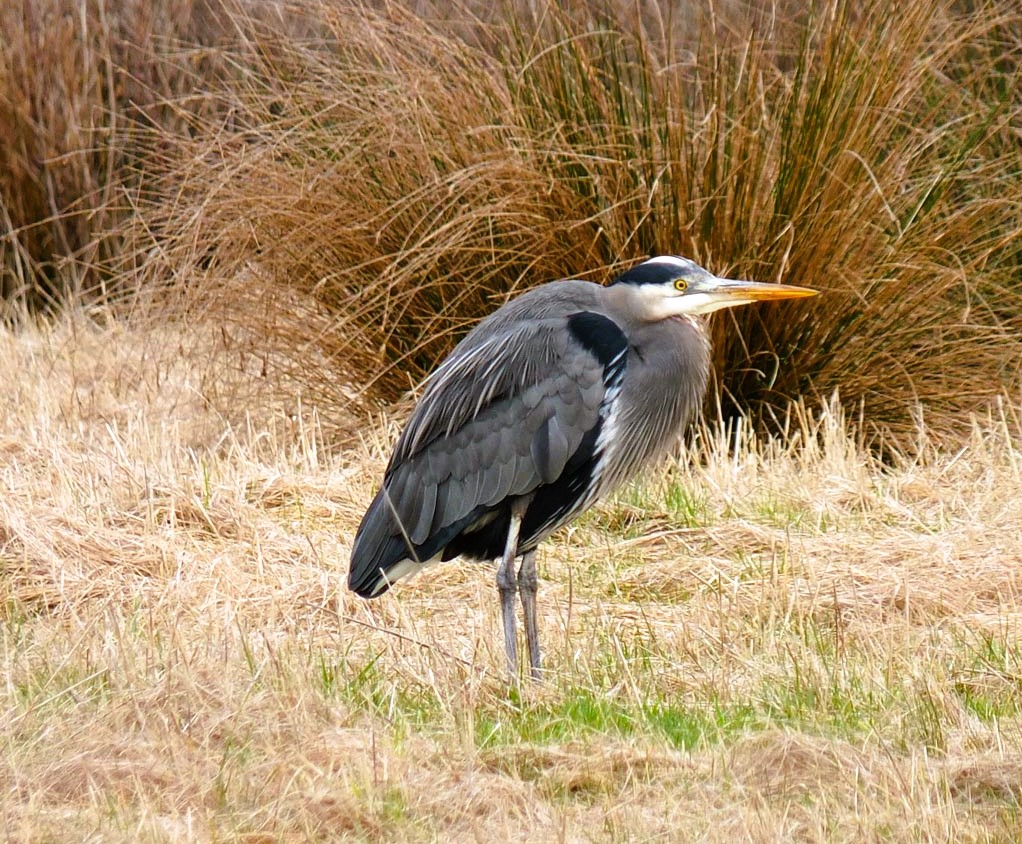 Phoebe Quest Leads to Rowing Mecca - Conservation Catalyst