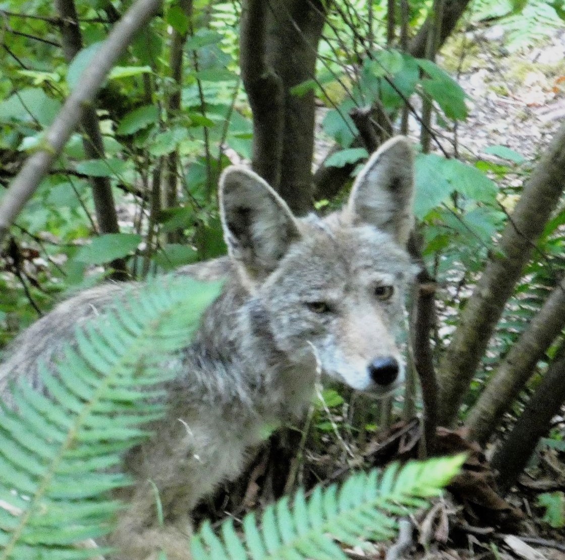 Coyote America Includes Seattle - Conservation Catalyst