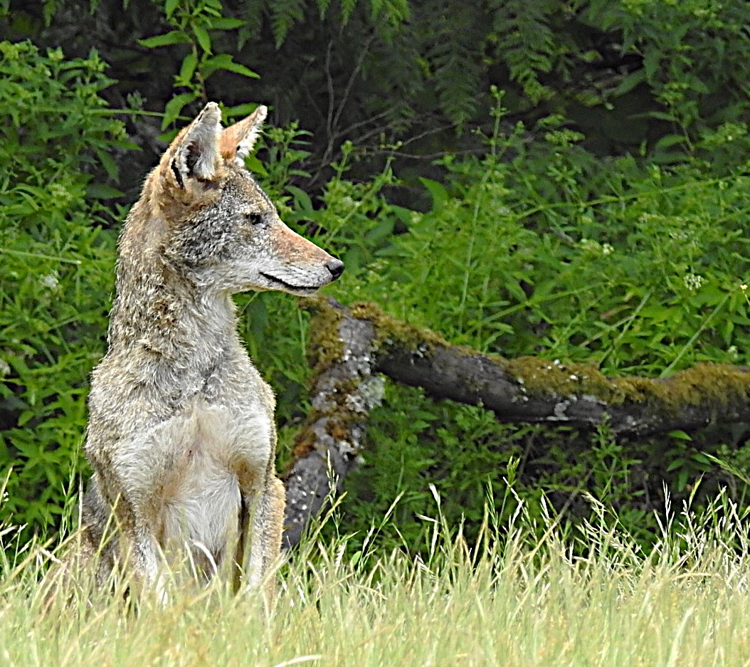 Coyote America Includes Seattle - Conservation Catalyst